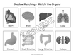 Human Organs Matching Activity For Preschoolers, Internal Organs Works ...