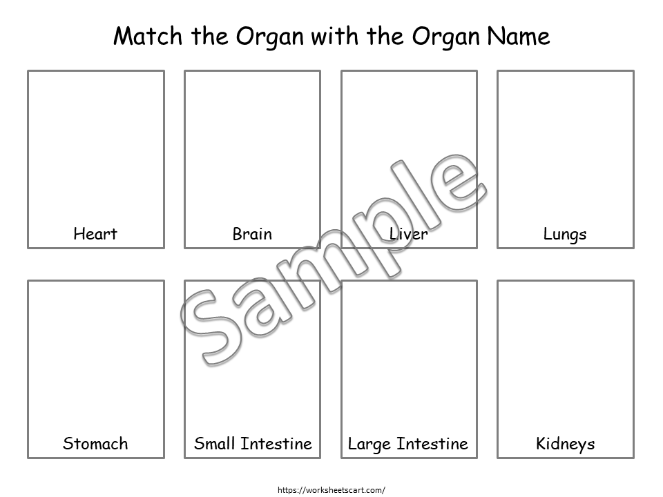 Human Organs Matching Activity For Preschoolers, Internal Organs Works ...