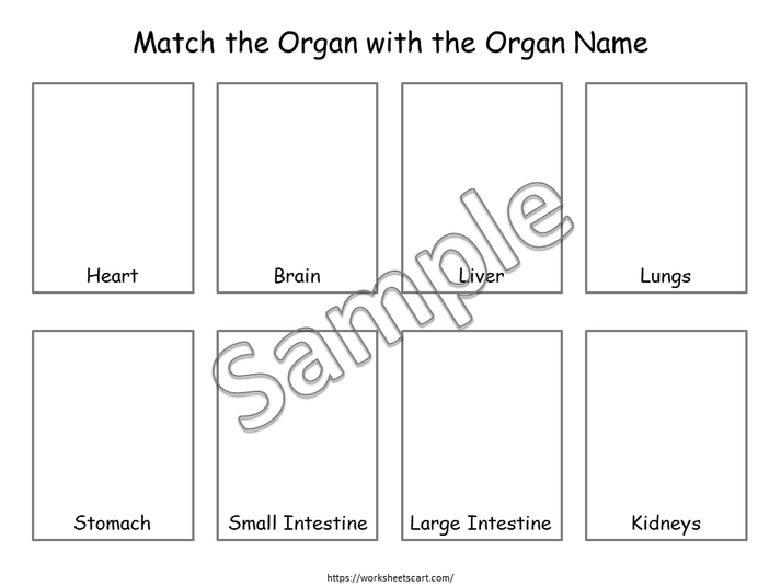 Human Organs Matching Activity For Preschoolers, Internal Organs Works ...