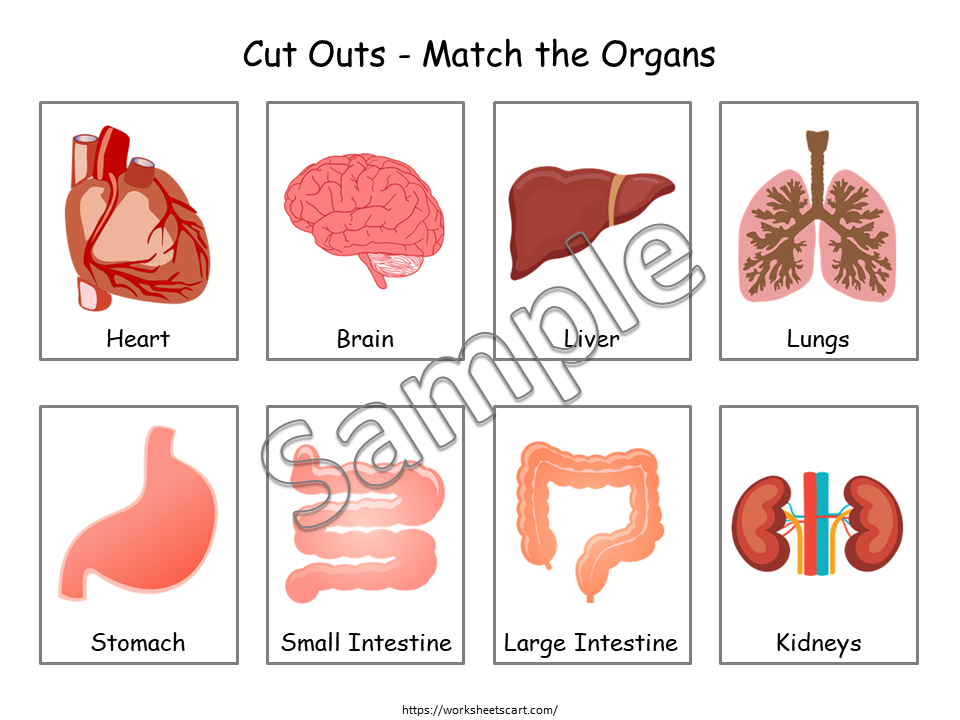 Human Organs Matching Activity For Preschoolers, Internal Organs Works ...