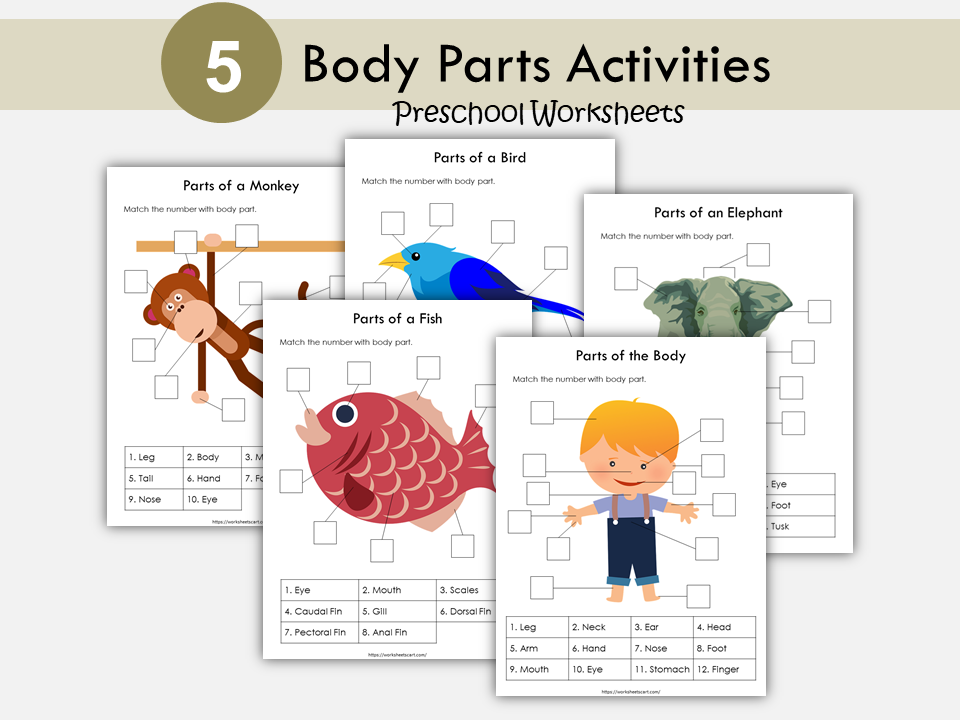 Body Parts Matching Activity Printable, Human Body Parts for Kids, Tod ...